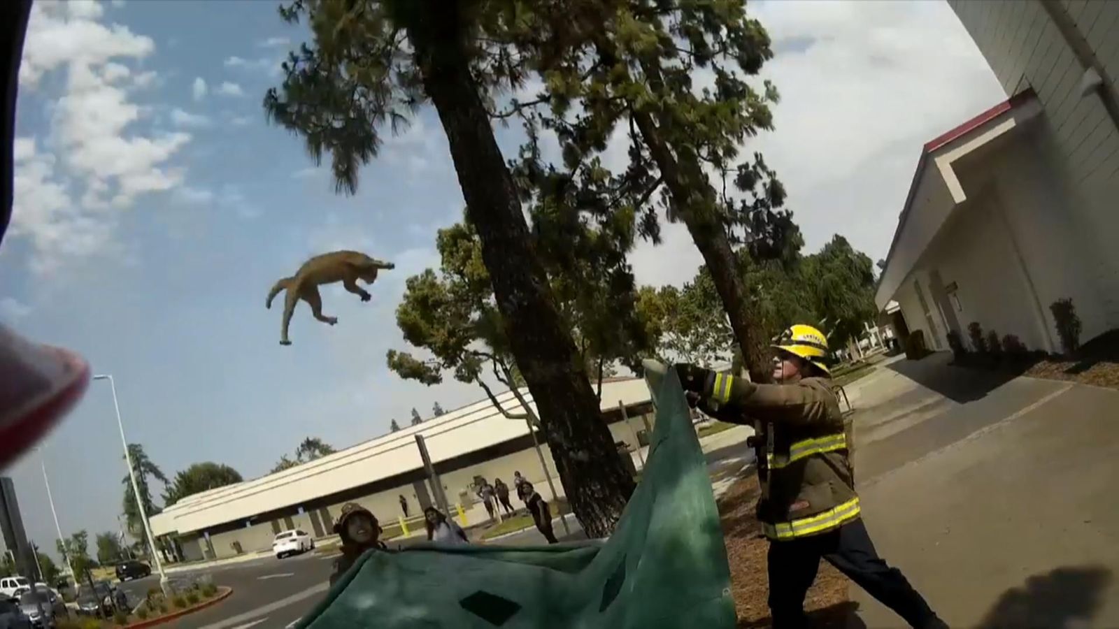 Firefighters catch cat in epic tree fall | US News | Sky News