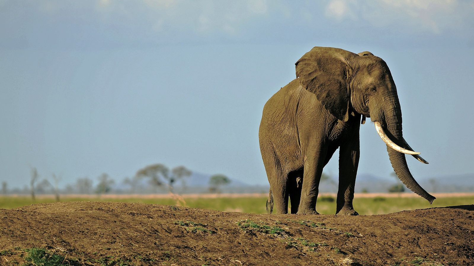 Political corruption and Chinese demand for ivory killing elephants ...