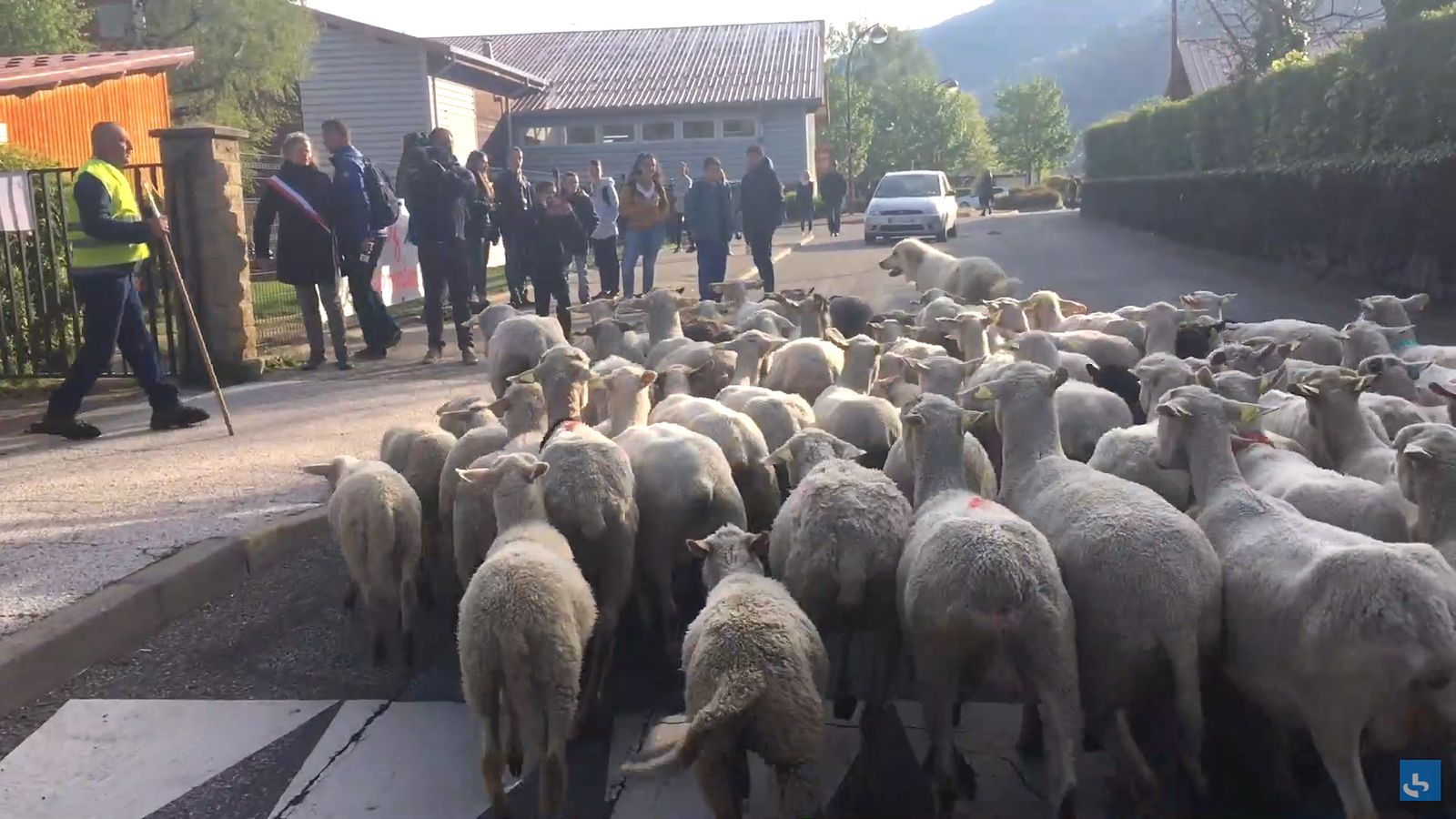 Sheep registered as pupils in bid to save classes at French Alps ...