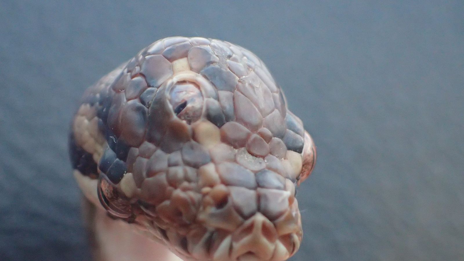Three-eyed snake found on roadside in Australia | World News | Sky News