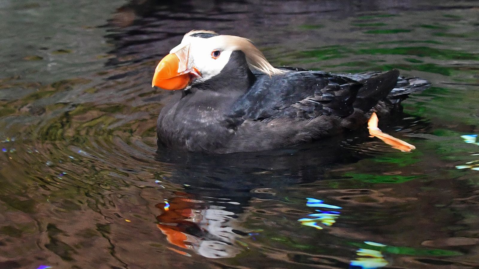 Climate change linked to thousands of puffin deaths | World News | Sky News