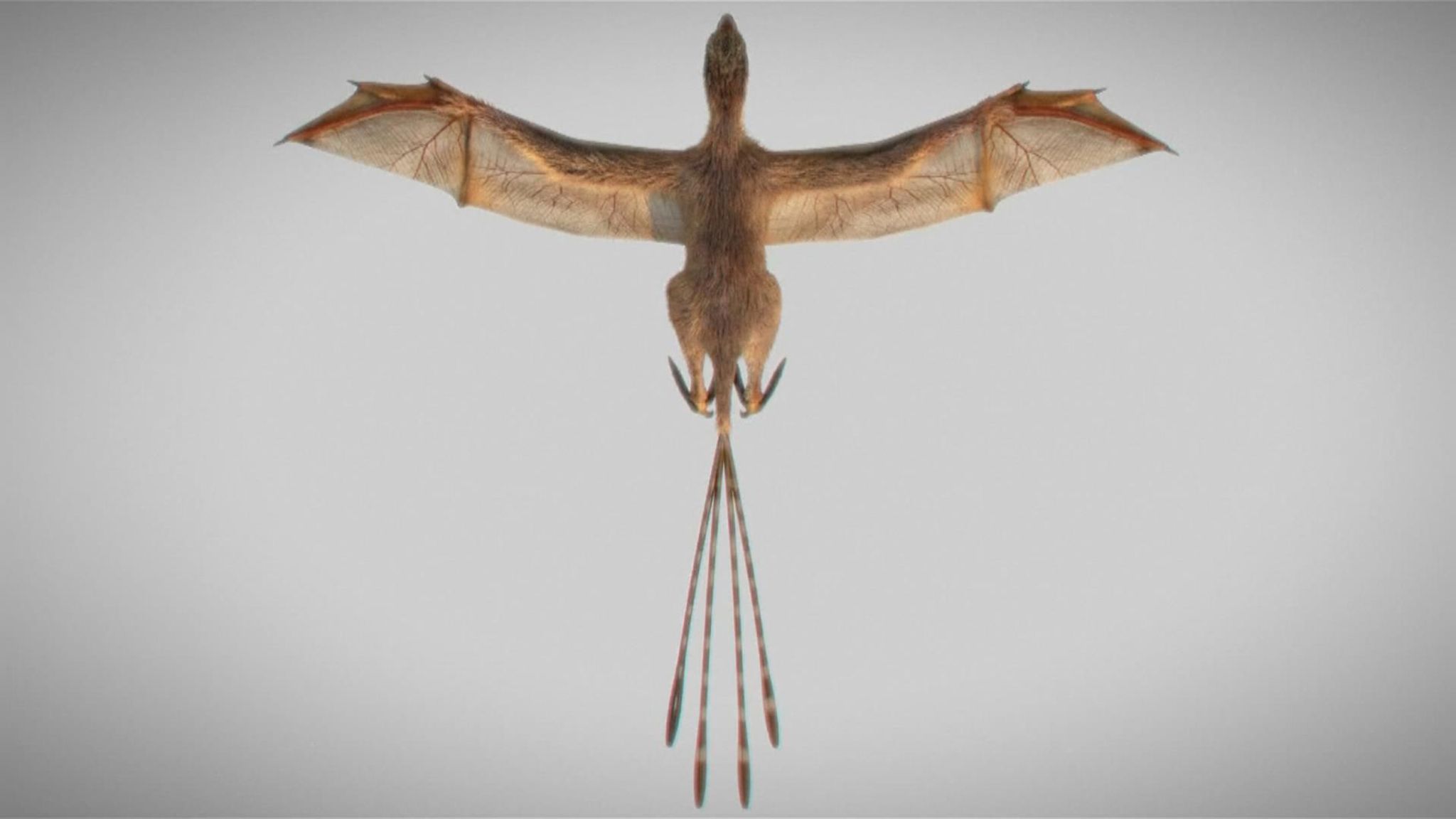 Newly discovered flying dinosaur evolved bat-like wings to climb trees ...