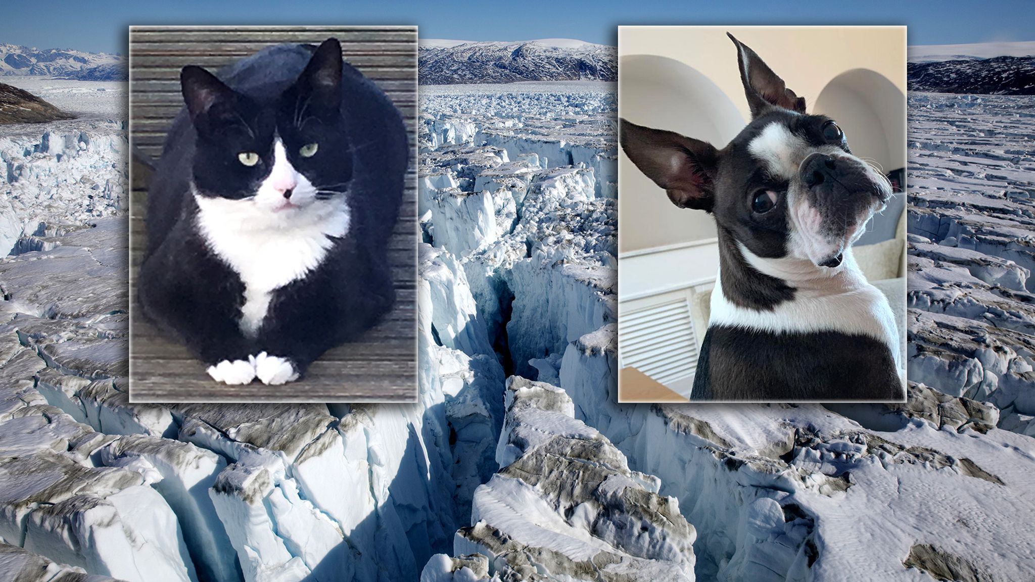 Dogs and cats mentioned more on TV than climate change, study finds ...