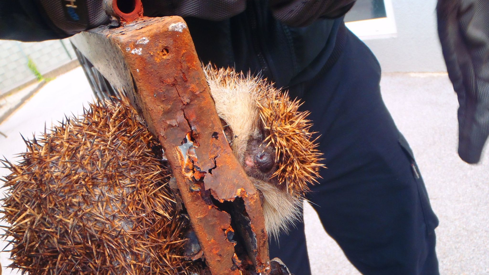 Firefighters in Austria rescue hefty hedgehog wedged in gate | Offbeat ...