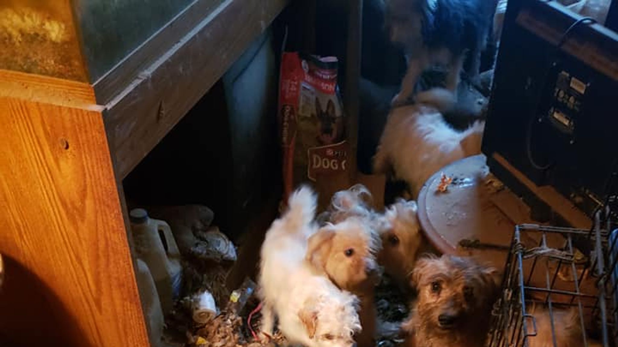 Ten dogs found dead and 47 rescued from single home | US News | Sky News