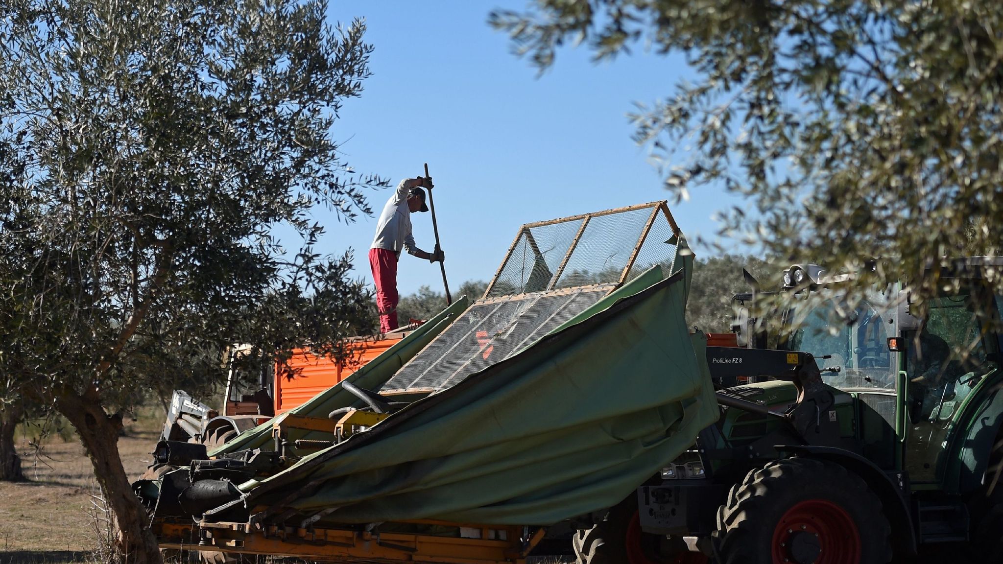 Olive-picking machines 'suck up and kill thousands of birds' | World ...