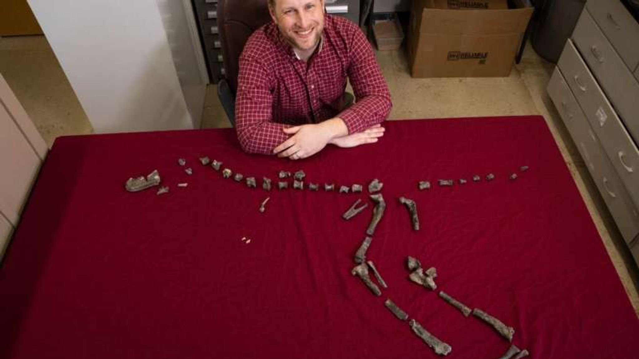 New species of tiny T-Rex discovered by teenager | Science, Climate ...