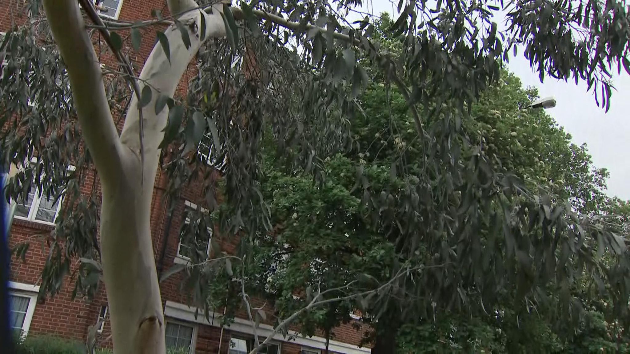 Urban Tree Challenge: 130,000 trees to be planted across England as ...