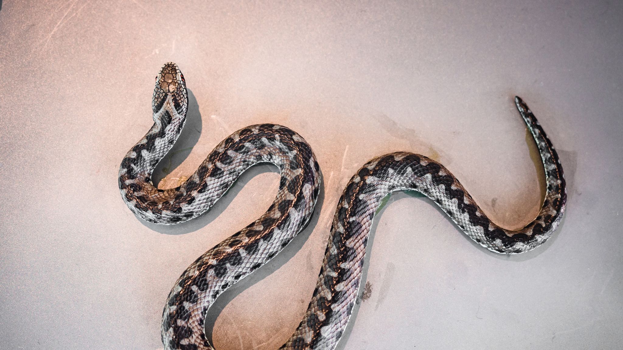 World's deadliest snakes and how more victims could be saved | World ...