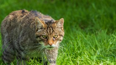 Endangered species in the UK: From wildcats to hedgehogs | UK News ...