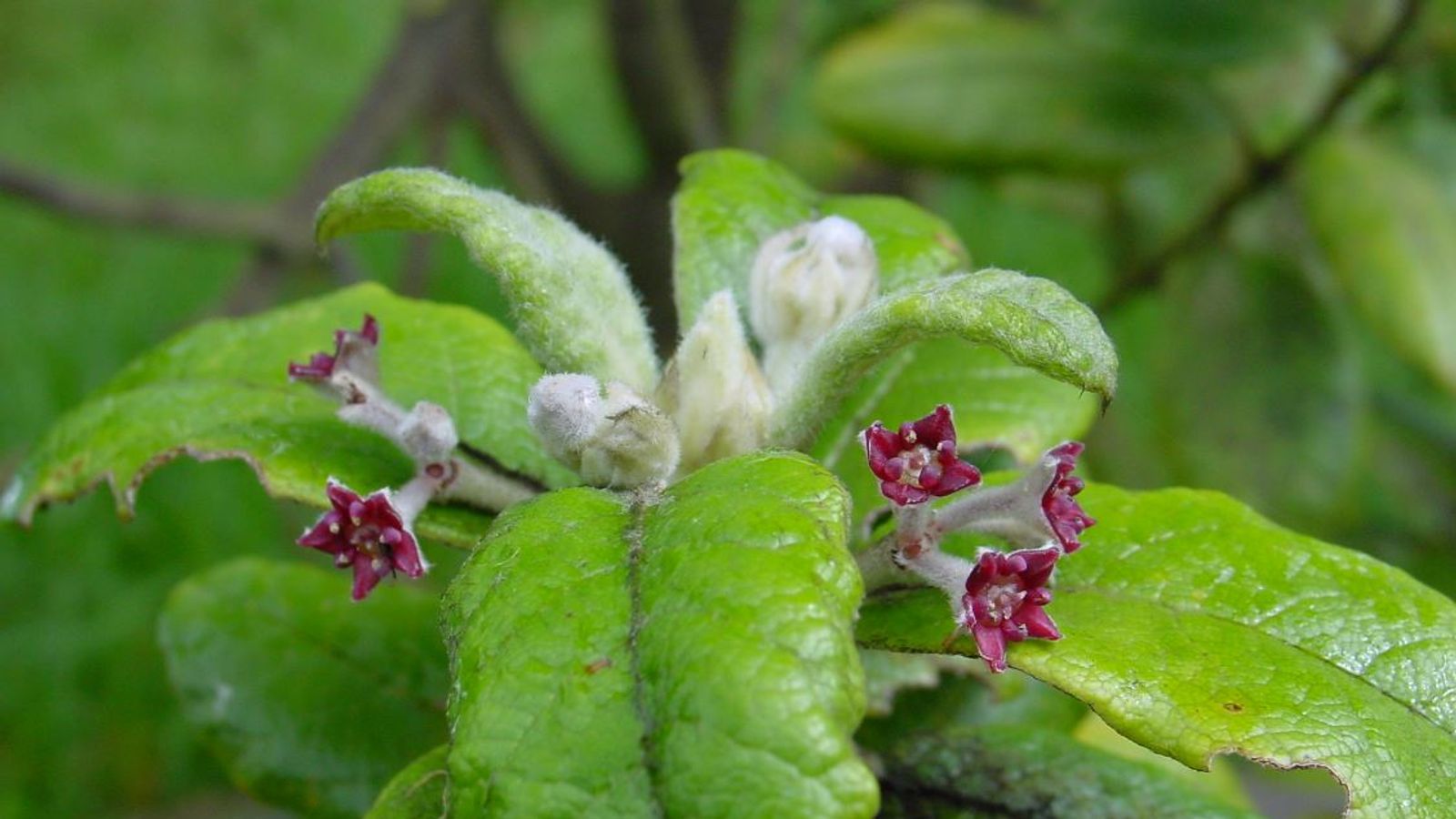 Plant extinction 'bad for all species' as over 500 disappear in past ...
