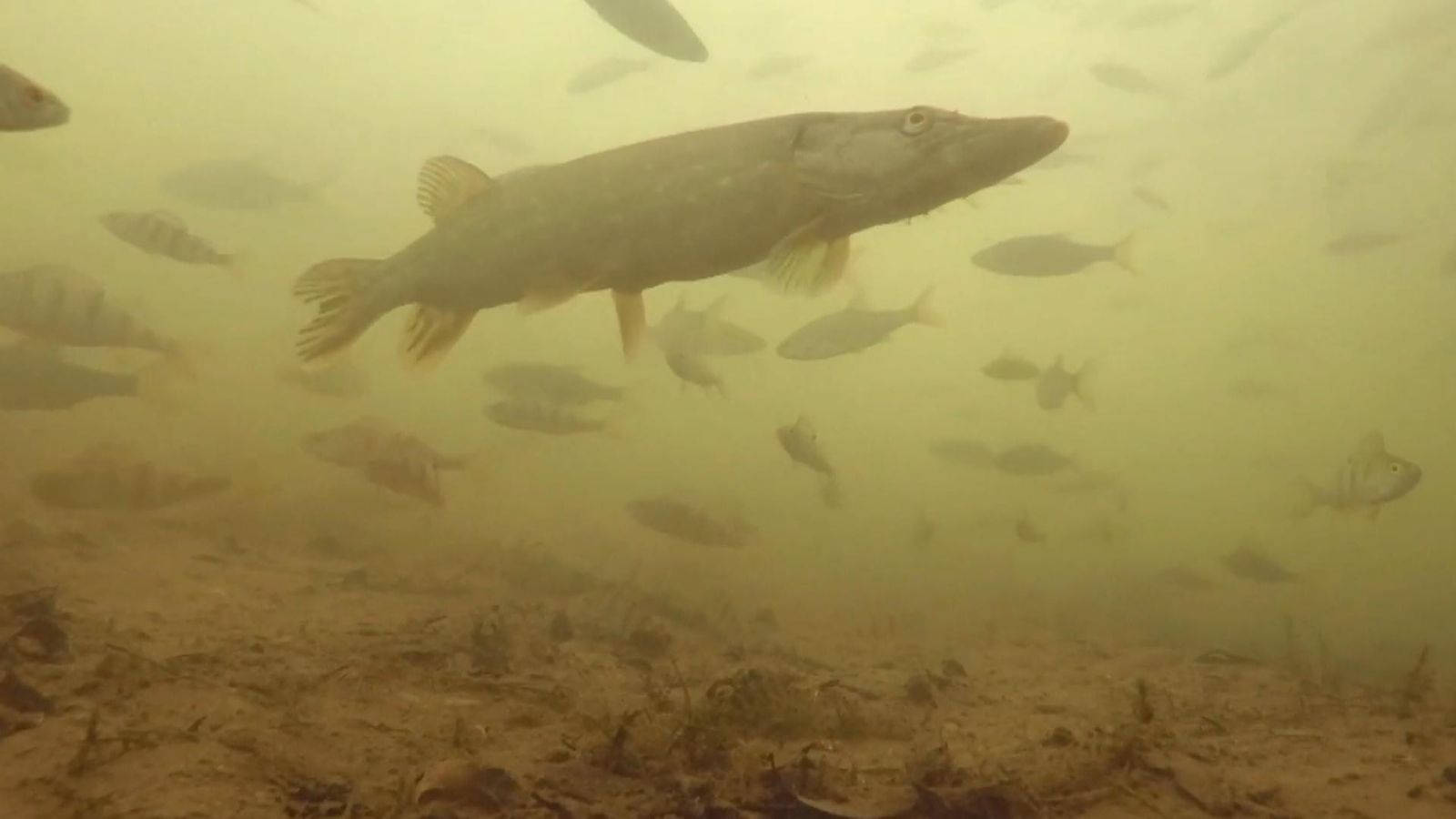 'The good, the bad and the ugly': Finding UK's rare fish | UK News ...