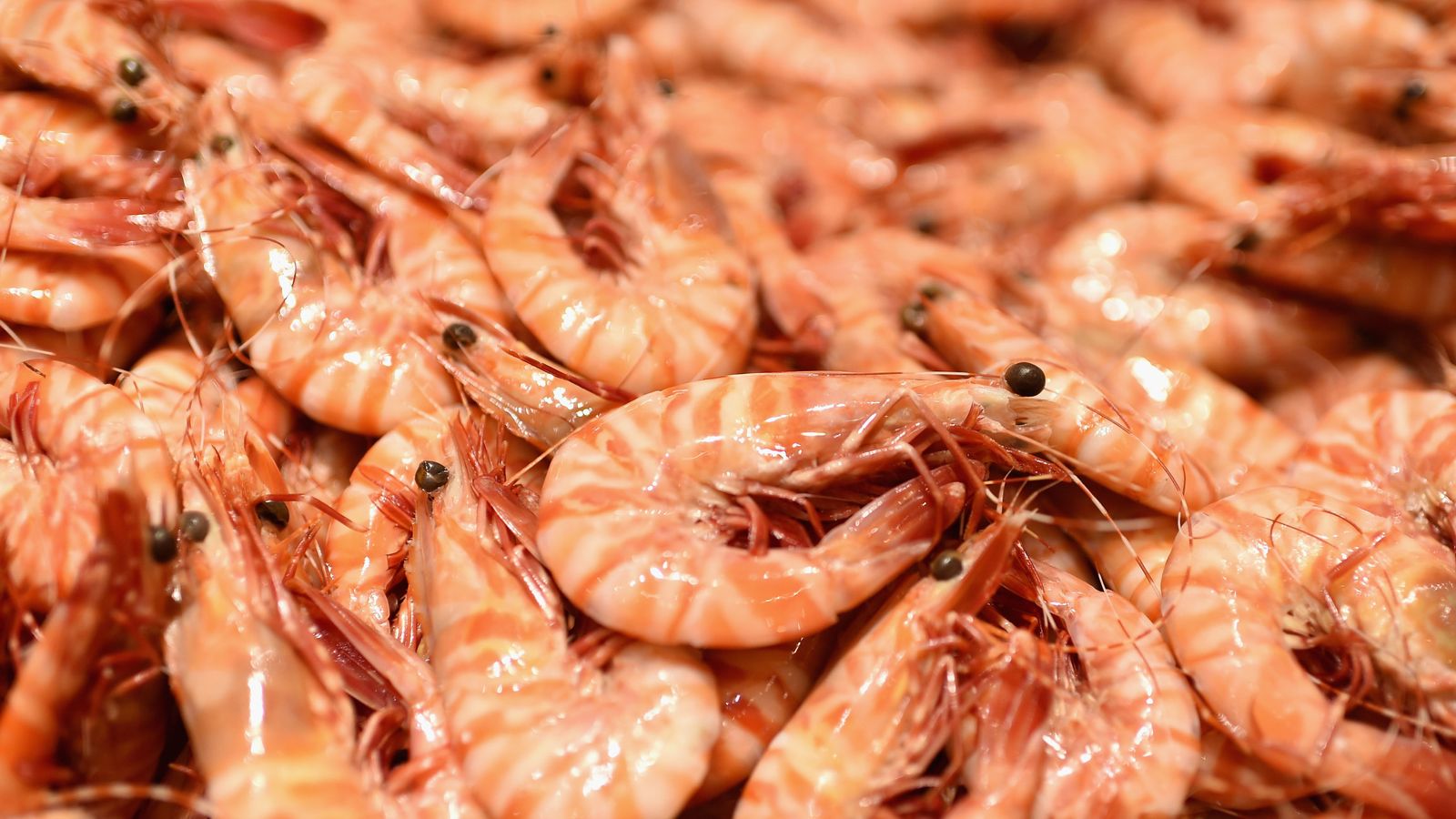 World's first sustainable land-based prawn farm launches in Scotland ...