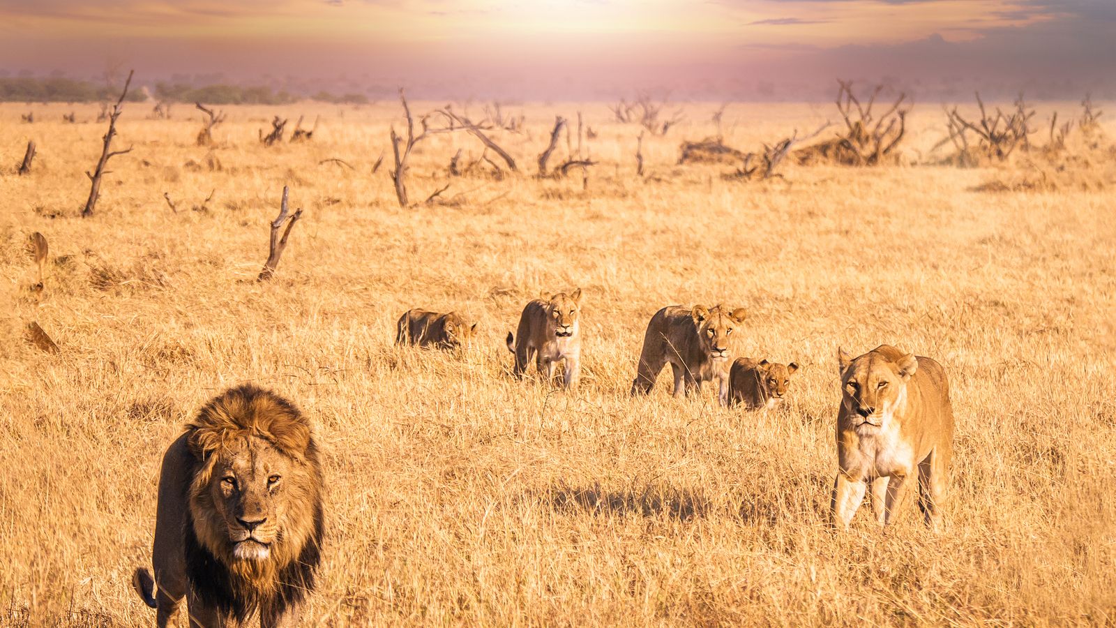14 lions on the loose after 'Kruger National Park escape' | World News ...
