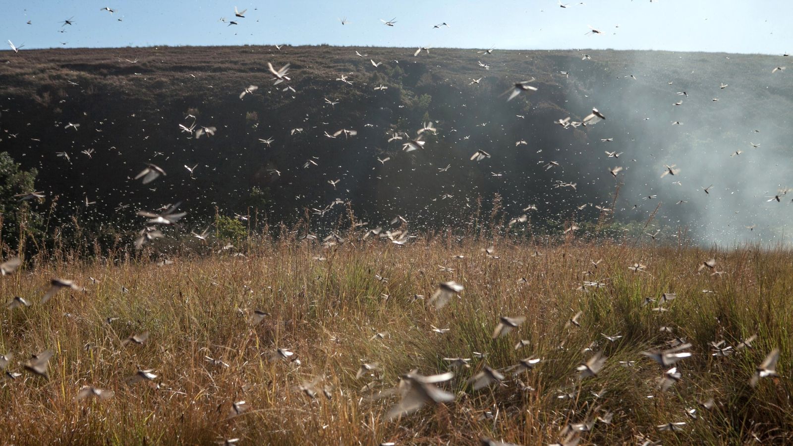 'Carpets of locusts' devastate crops in Sardinia | World News | Sky News