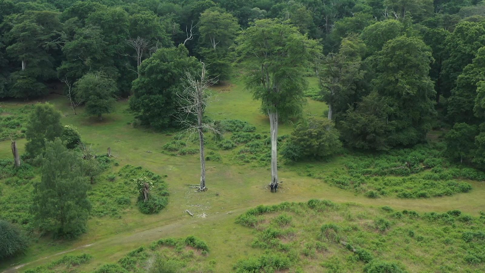 Can we plant 3 billion trees before 2050? | UK News | Sky News