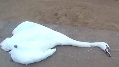 RSPCA appeals for witnesses after woman strangles swan to death in park ...