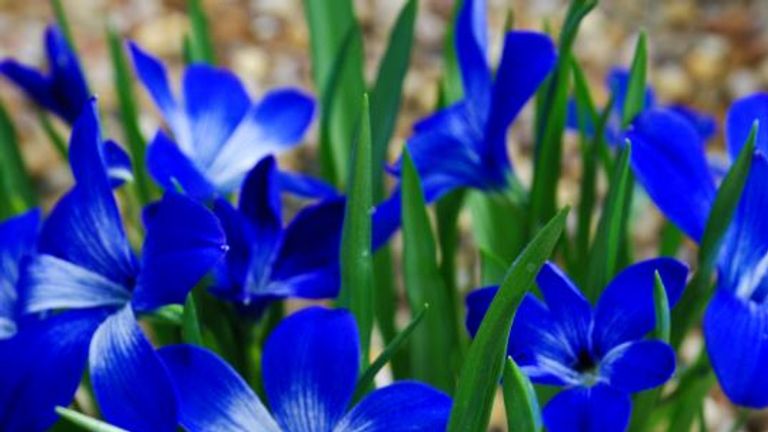 Plant extinction 'bad for all species' as over 500 disappear in past ...