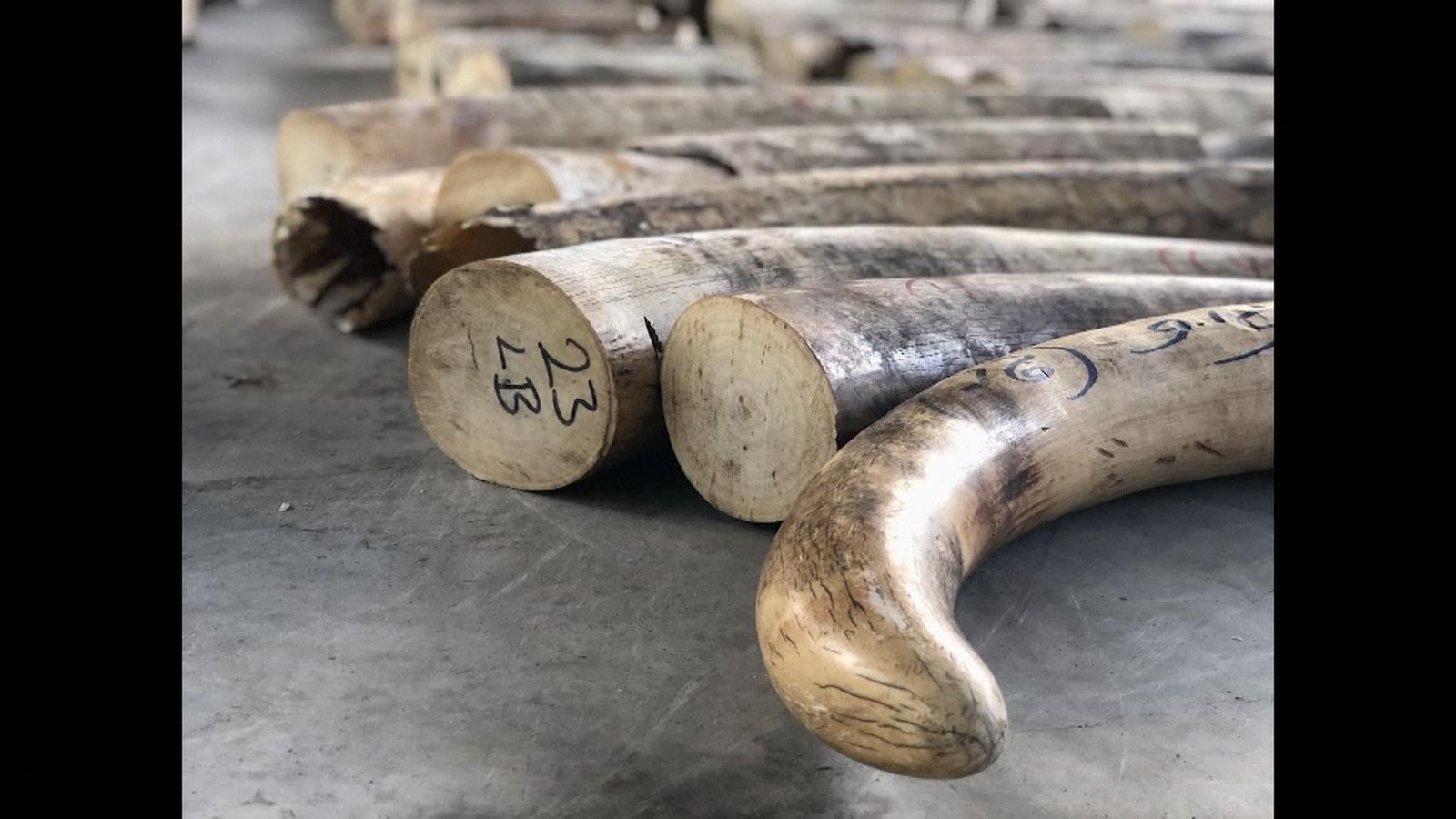 Singapore records its largest ever haul of smuggled ivory | World News ...