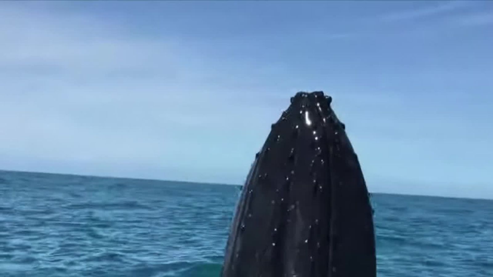 Humpback whales spotted off Kerry coast in Ireland | World News | Sky News