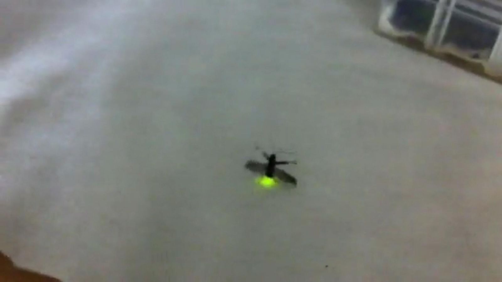 Scientists discover new Chinese firefly species | Science, Climate ...