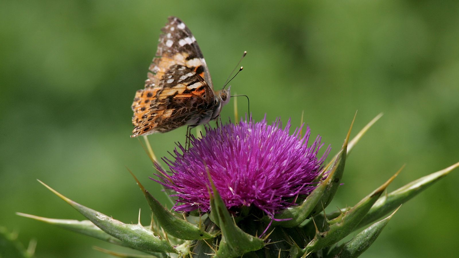 Millions of butterflies flying to UK in 'once-in-a-decade' phenomenon ...
