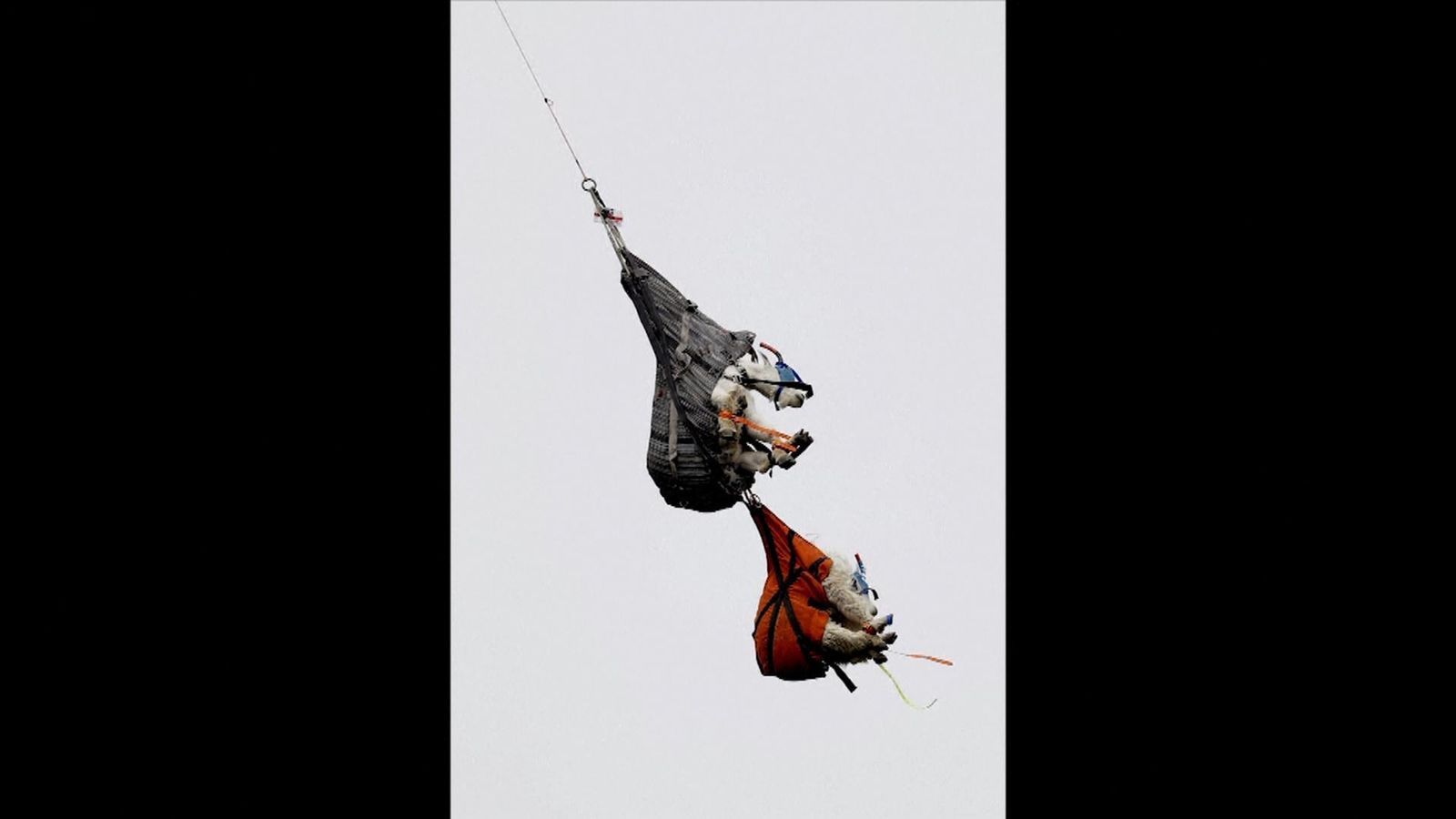 Is it a bird? Is it a plane? No... it's a goat | US News | Sky News