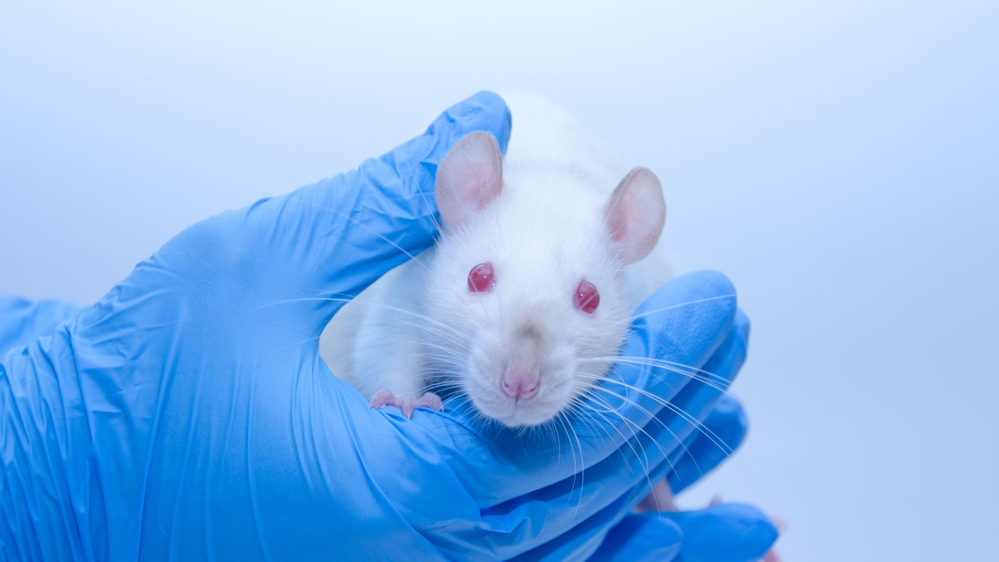 Live animal testing at lowest level in more than a decade | UK News ...