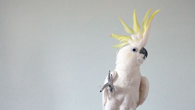 Headbanging cockatoo Snowball knows 14 different dance moves ...