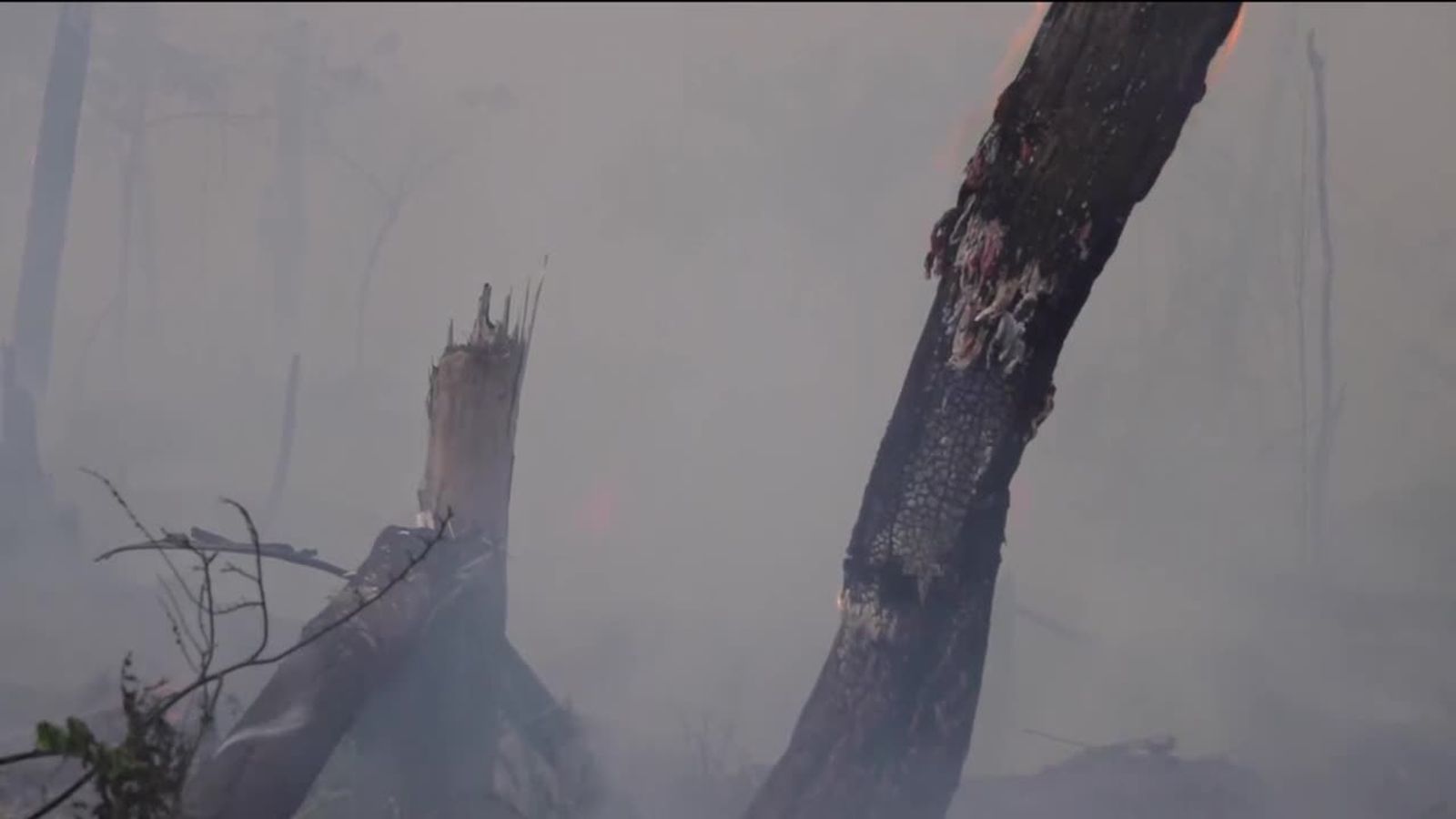 Wildfires: Natural disasters up close | World News | Sky News