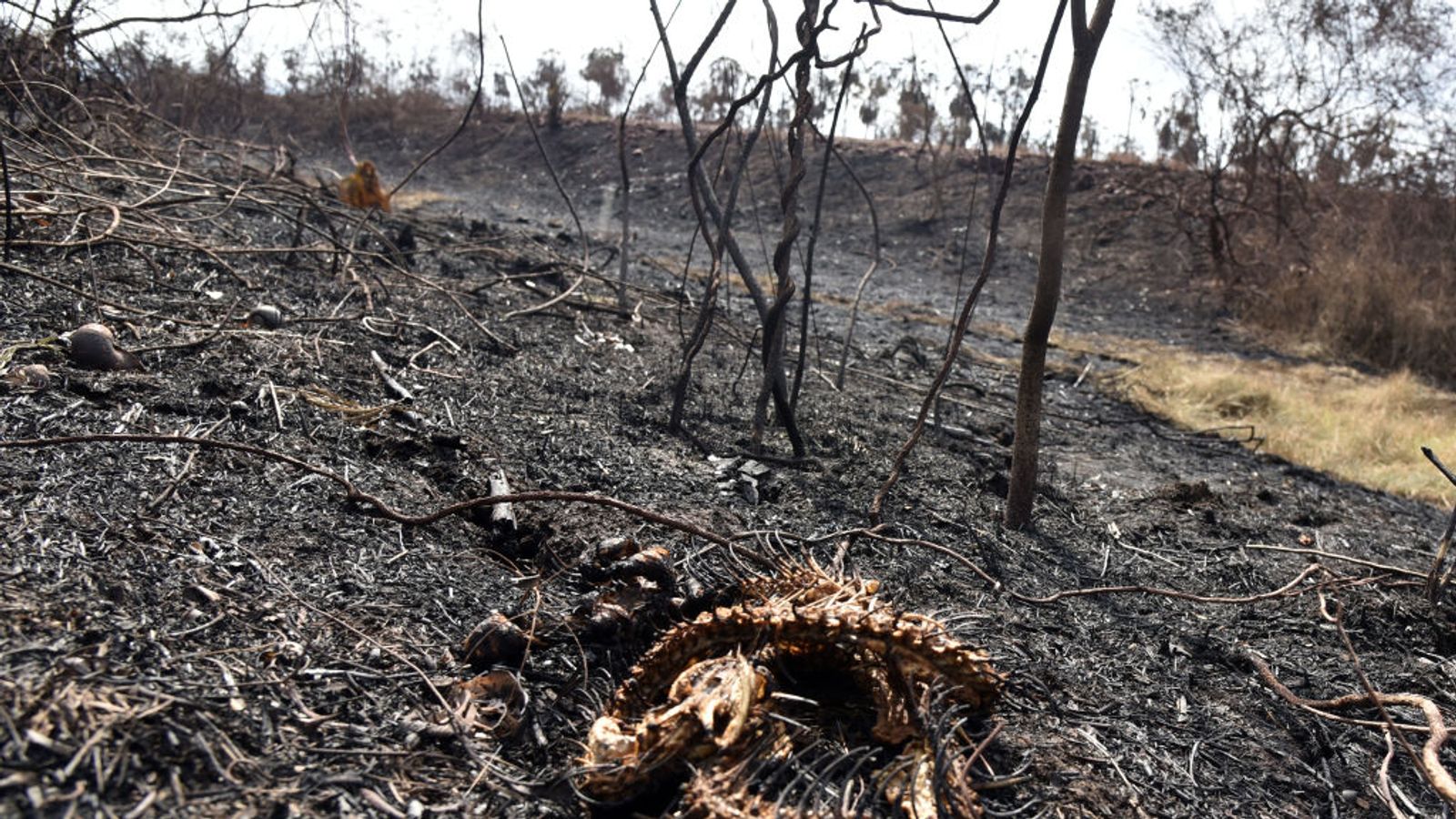 Amazon fires: Brazil makes U-turn on £16m international aid offer ...