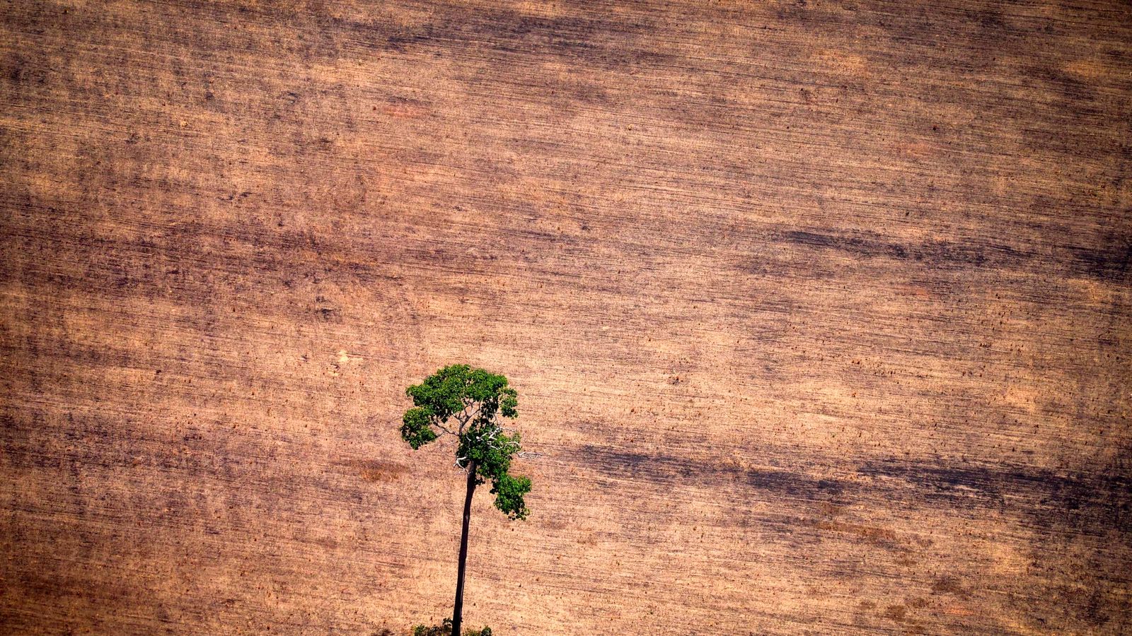 Brazil deforestation at highest rate for four years | World News | Sky News
