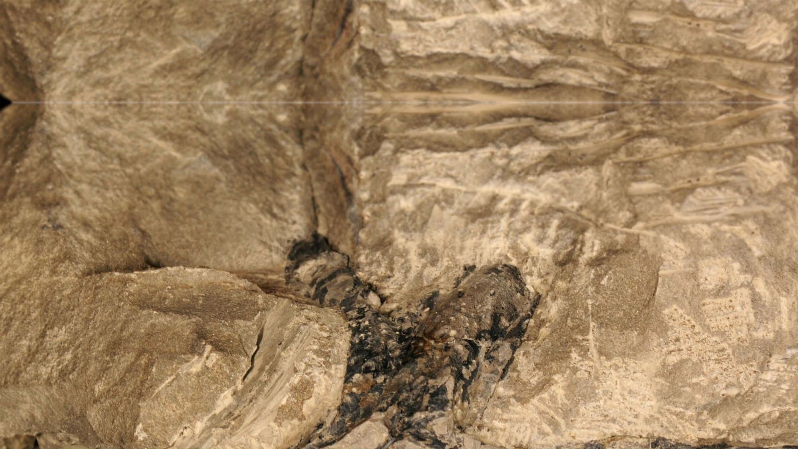 World's oldest fossilised forest, 400 million years old, discovered in ...