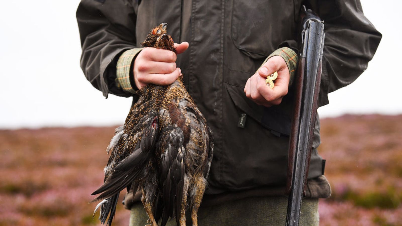 'Glorious Twelfth': Grouse shooting season begins amid call for review ...