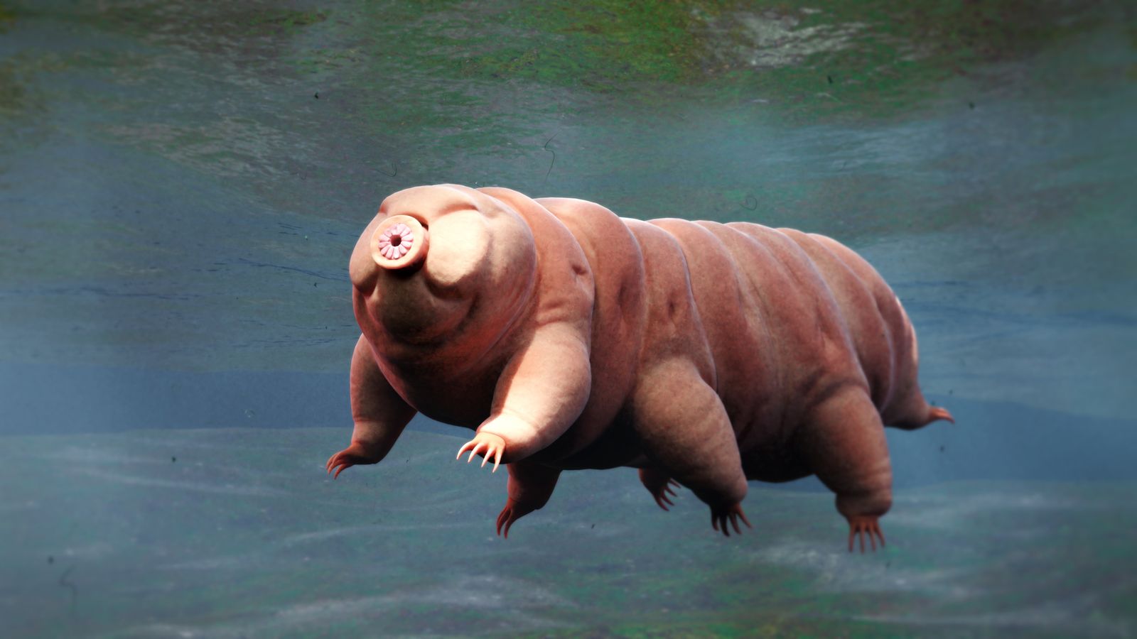 Piglets in space! Earth's toughest creature could be alive on the moon ...