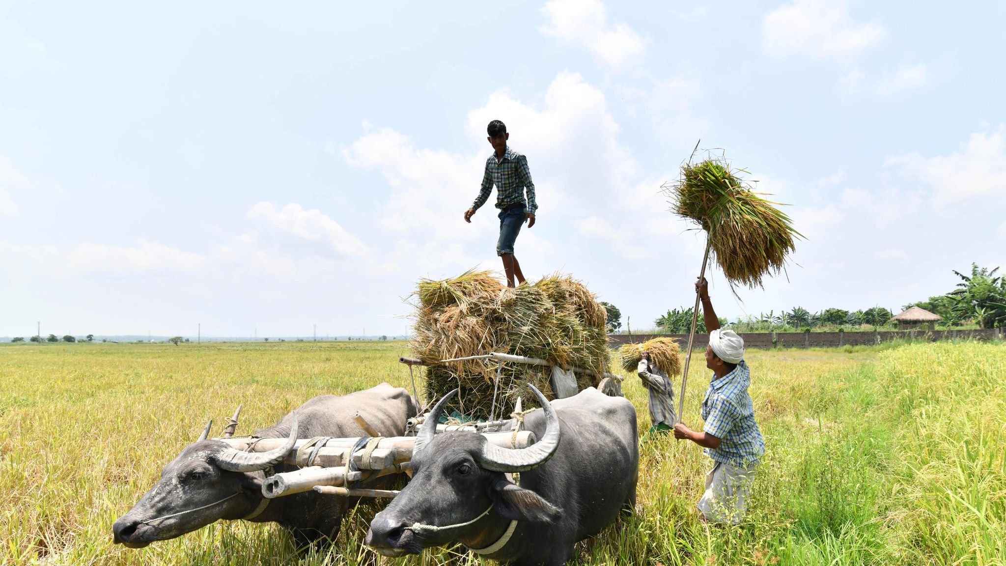 Global land use and exploitation threatens attempts to fight climate ...