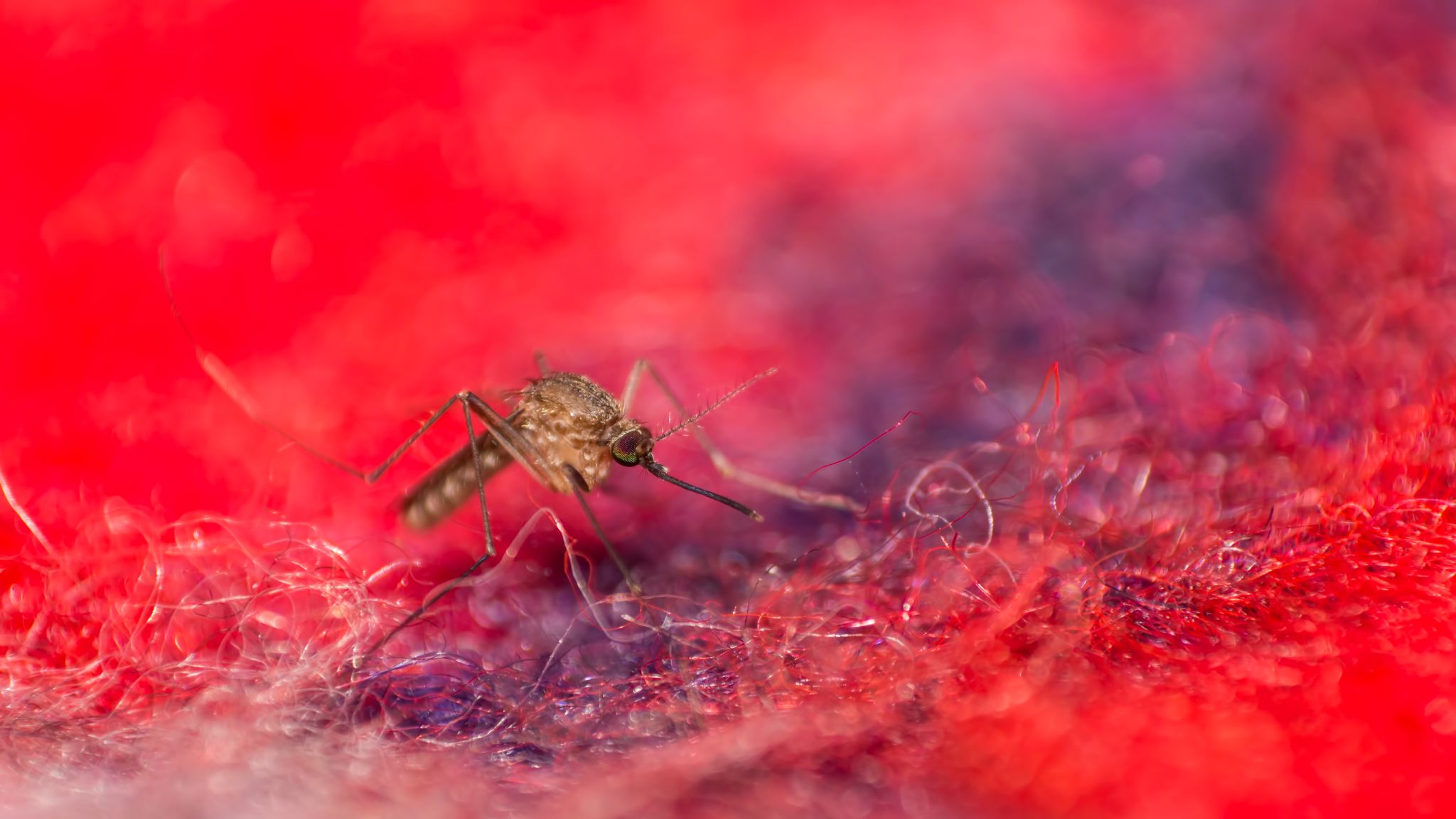 New method developed to understand malaria-related deaths | Science ...