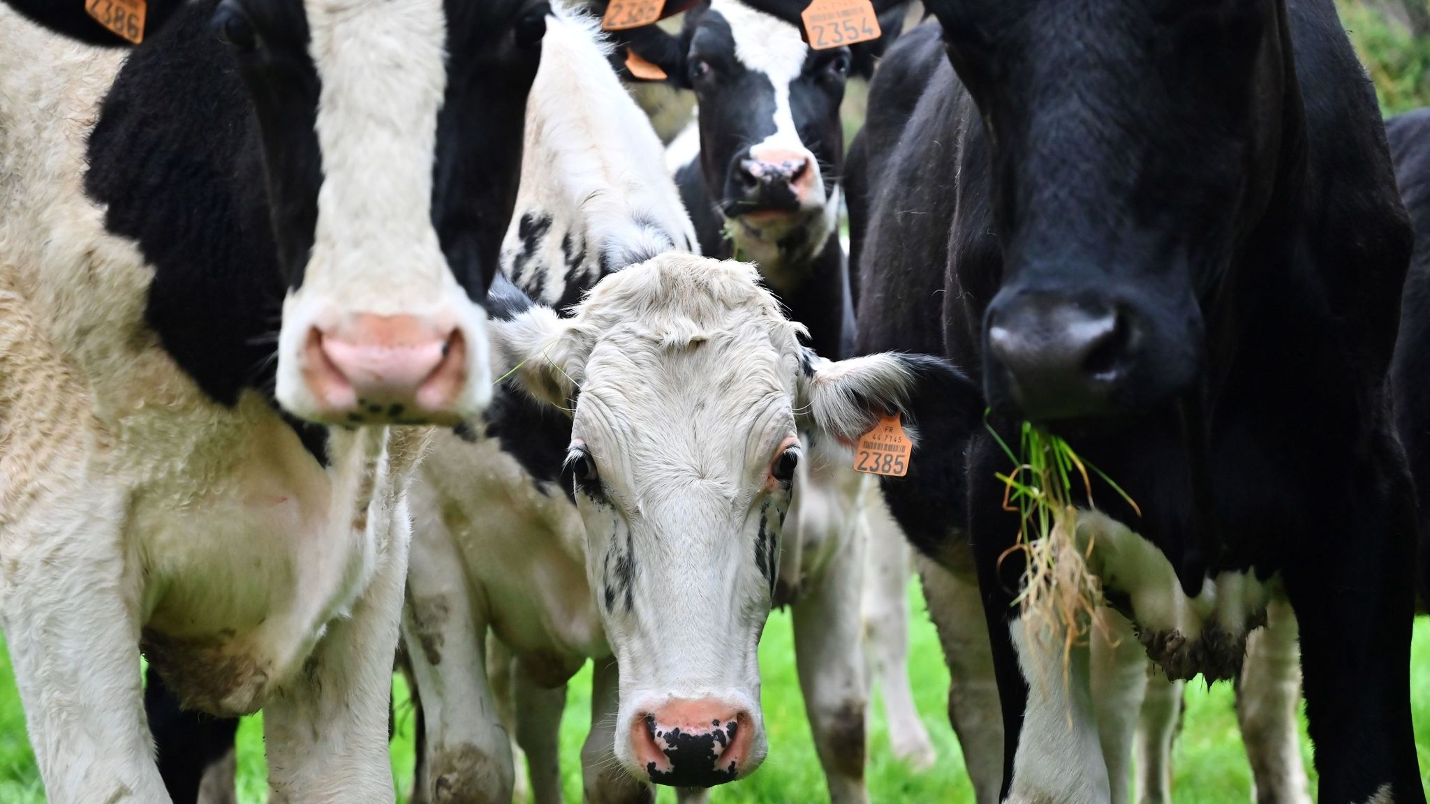 Global land use and exploitation threatens attempts to fight climate ...
