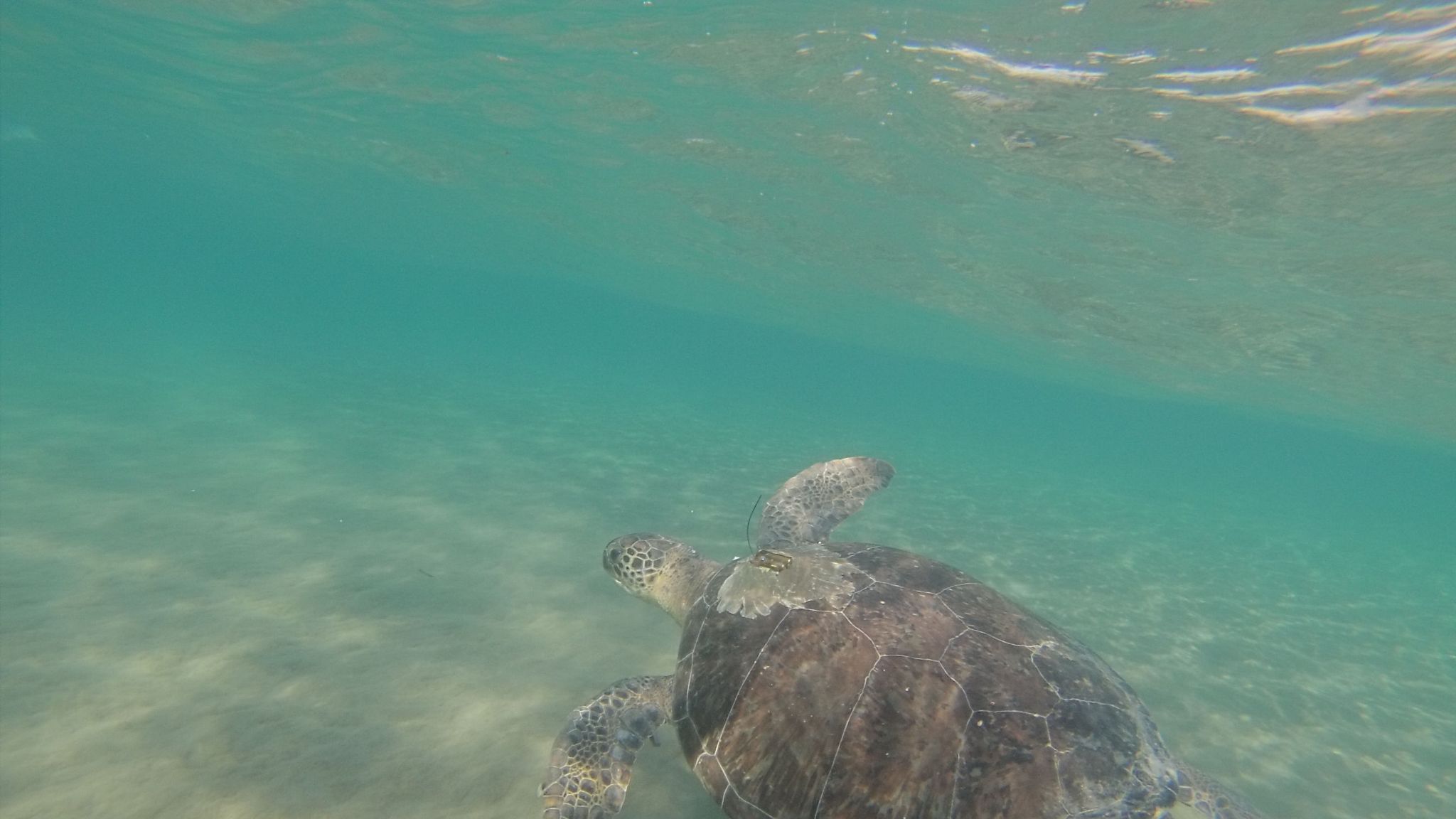 Dead green turtle found with 183 pieces of plastic in its gut in Cyprus ...