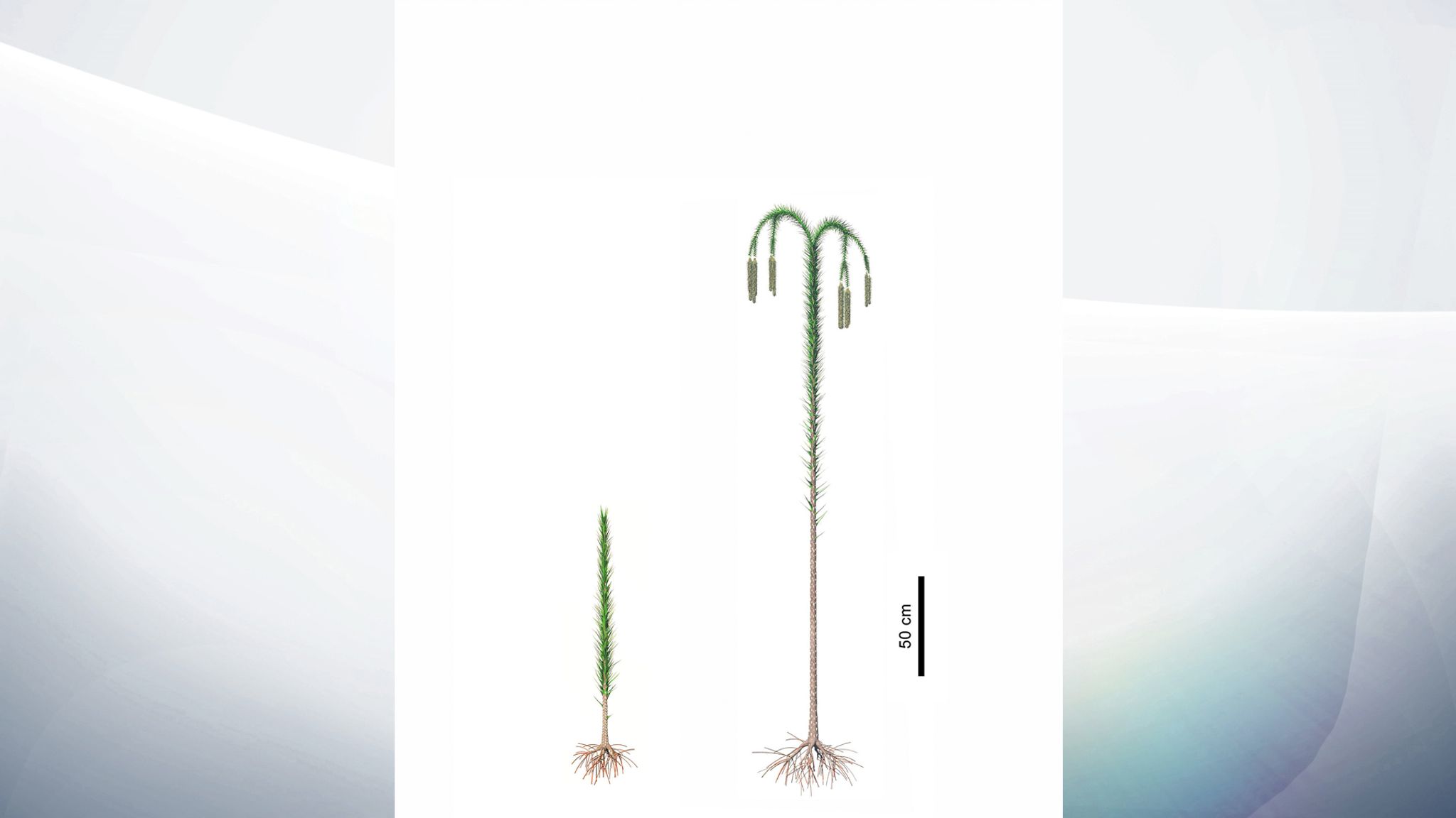 World's oldest fossilised forest, 400 million years old, discovered in ...