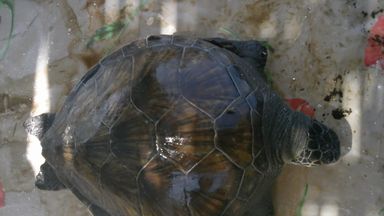 Dead green turtle found with 183 pieces of plastic in its gut in Cyprus ...