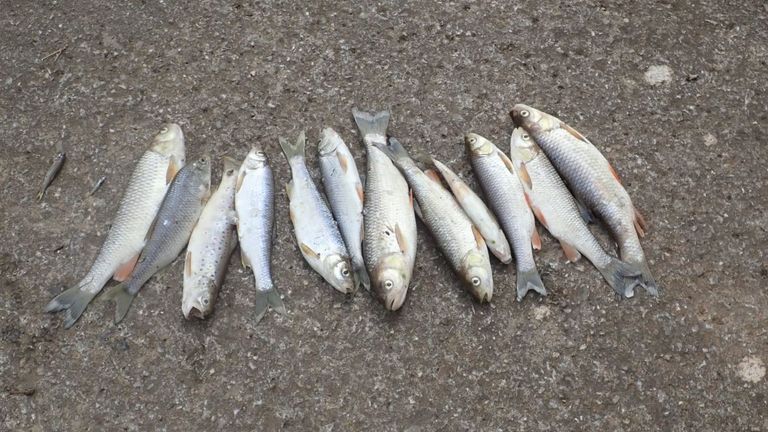 Pollution kills 10,000 fish in River Mole | UK News | Sky News