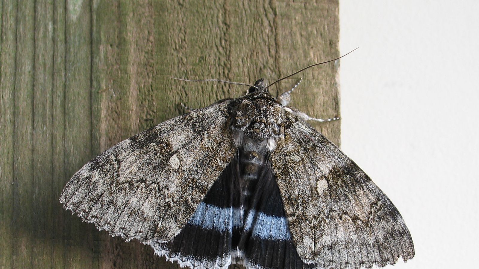 Moth that was 'extinct' for 50 years is back and breeding | Science ...