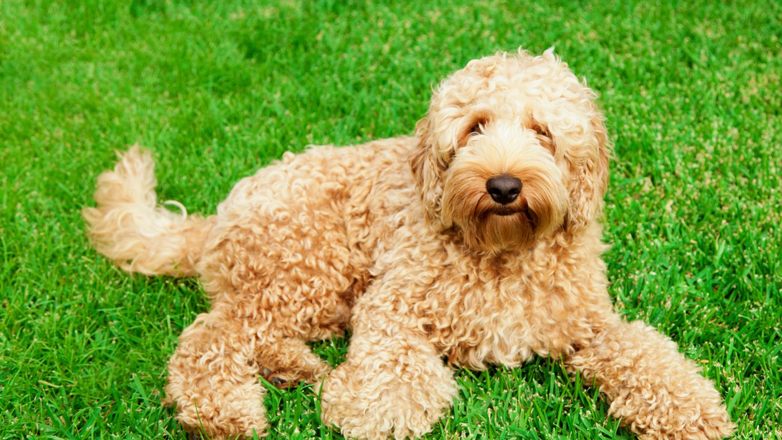 Labradoodle creator says introducing the dog is his 'life's regret ...