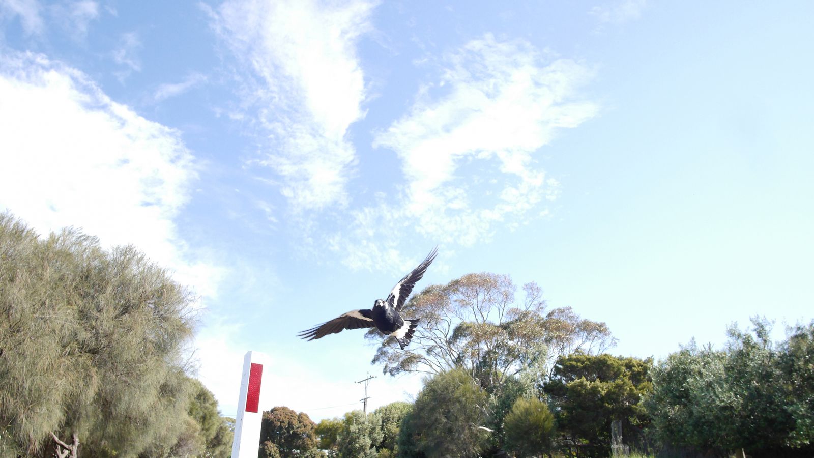 Cyclist dies after swerving to avoid swooping magpie in Australia ...