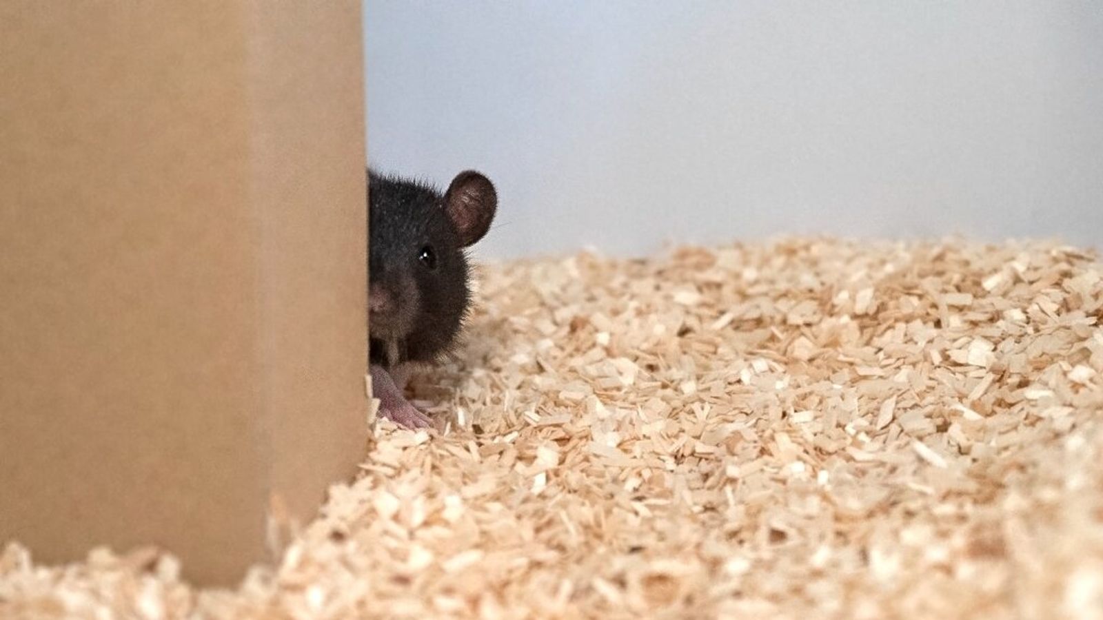 Hide and squeak: Rats 'jump for joy' while playing game | Science ...