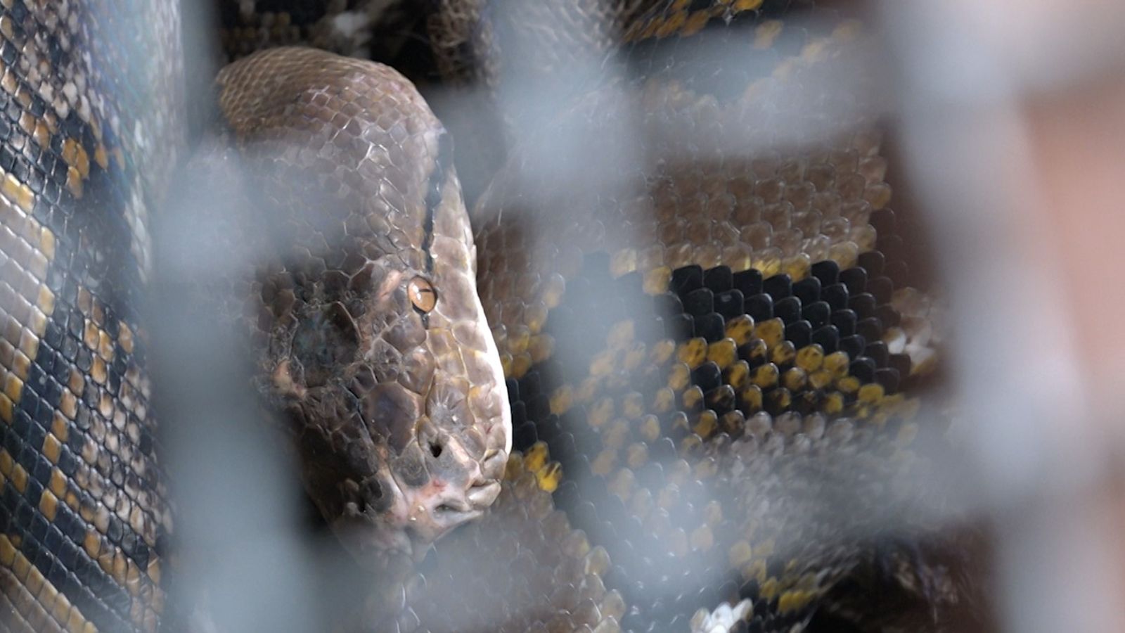 As snake intrusions soar in Bangkok, it's this man's job to catch them ...