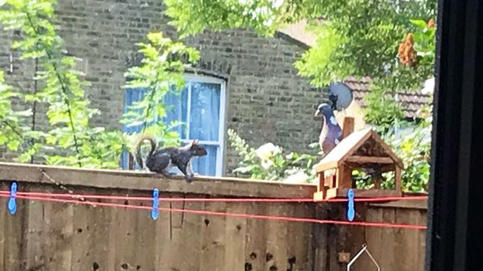 'Alan, the coast is clear': Squirrels eavesdrop on birds to stay safe ...