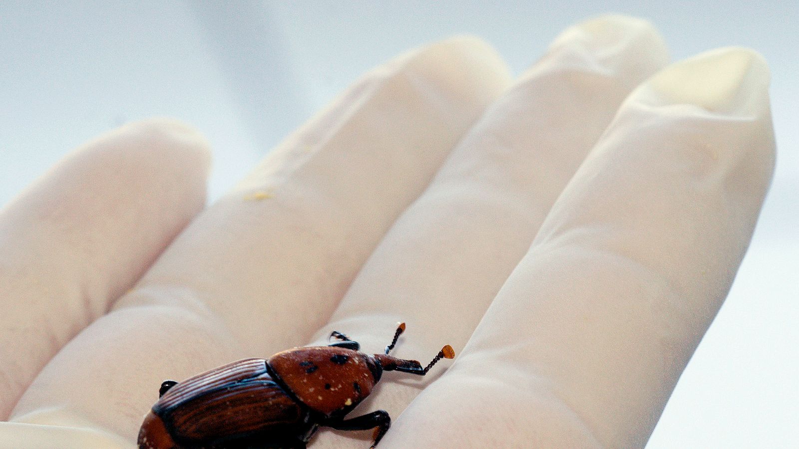 Non-native weevil to be released in the US to combat spread of thistle ...
