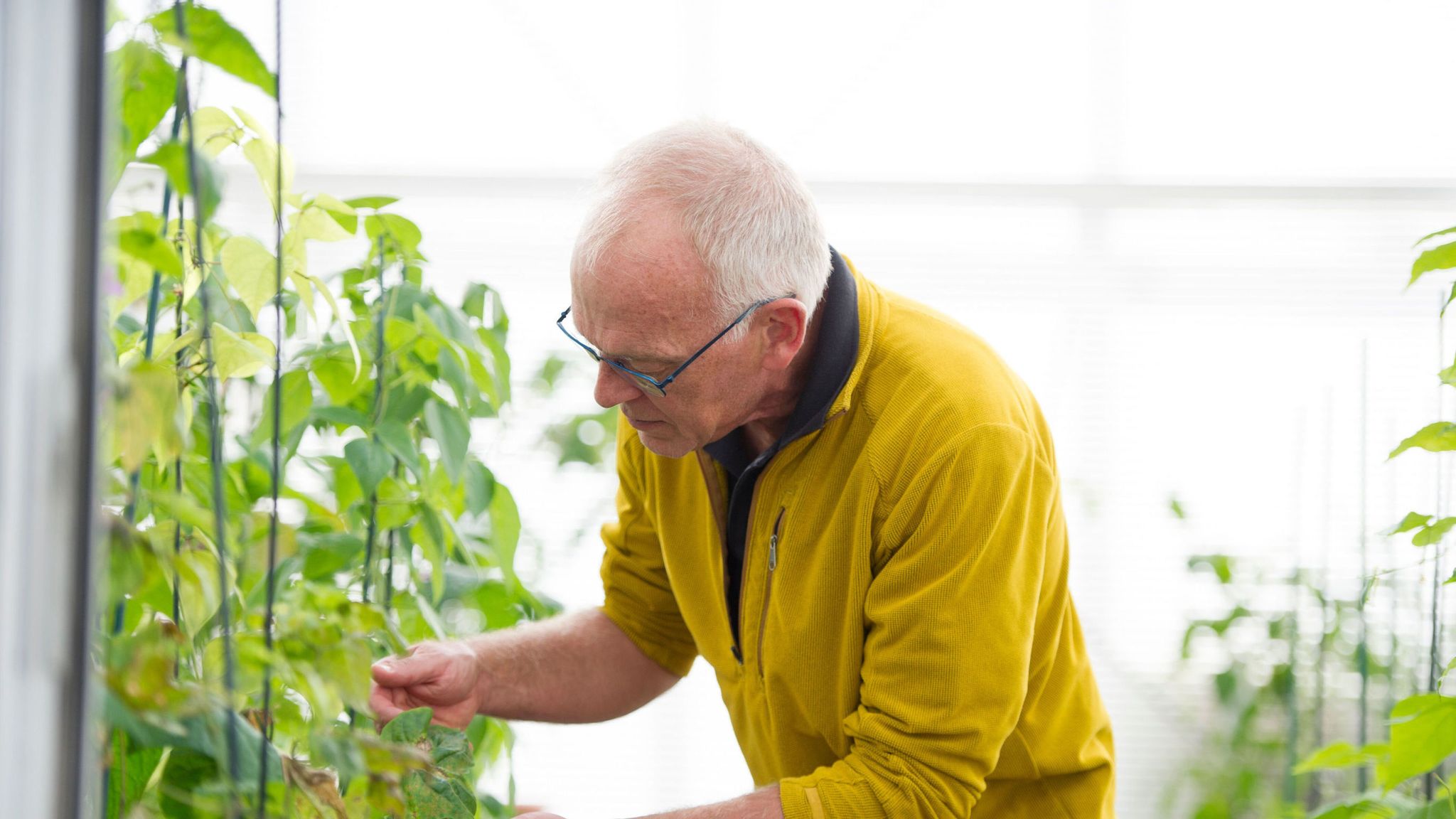 Where have you bean?! Experts invent new crop that can grow in the UK ...